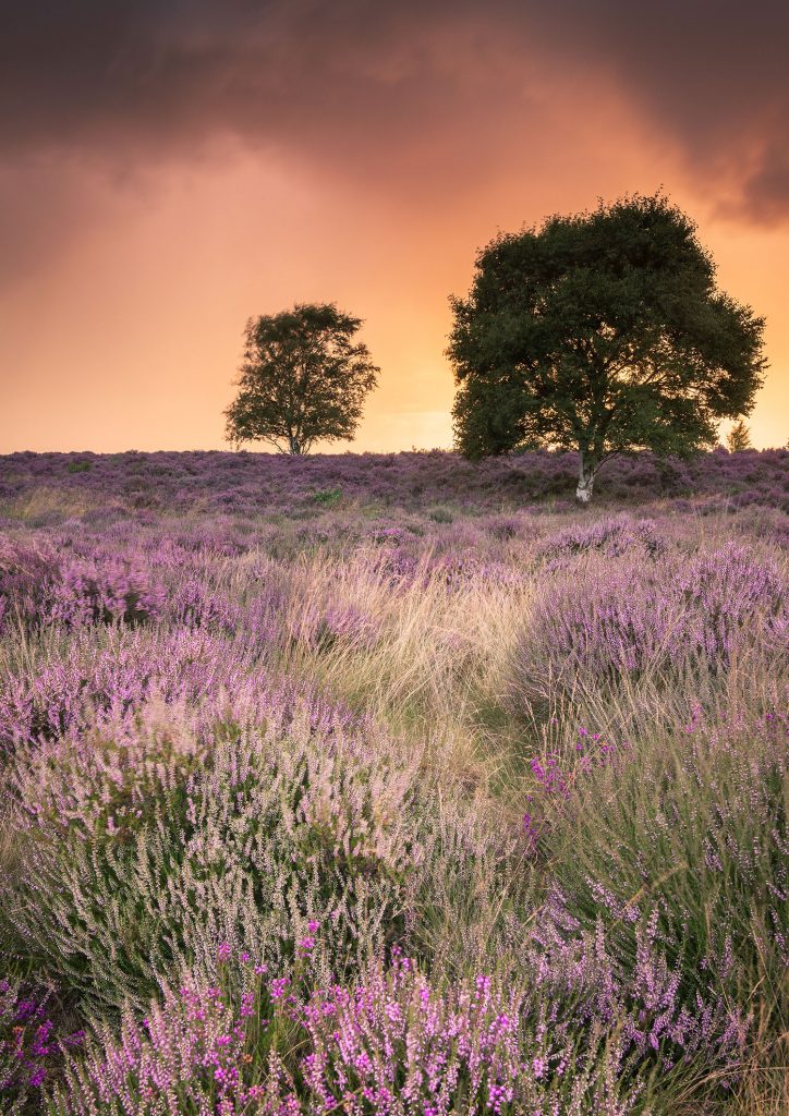 Westleton Heath Journey for Wildness - Gill Moon Photography