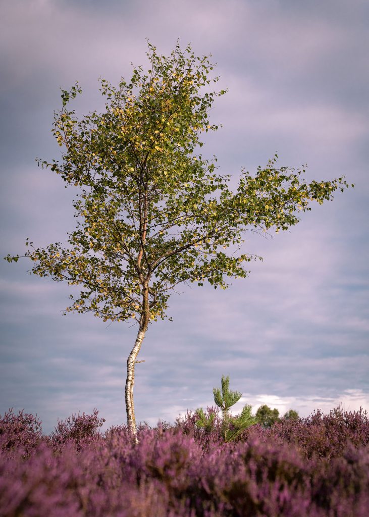Suffolk Coast and Heaths Workshop Photography Tuition - Gill Moon ...