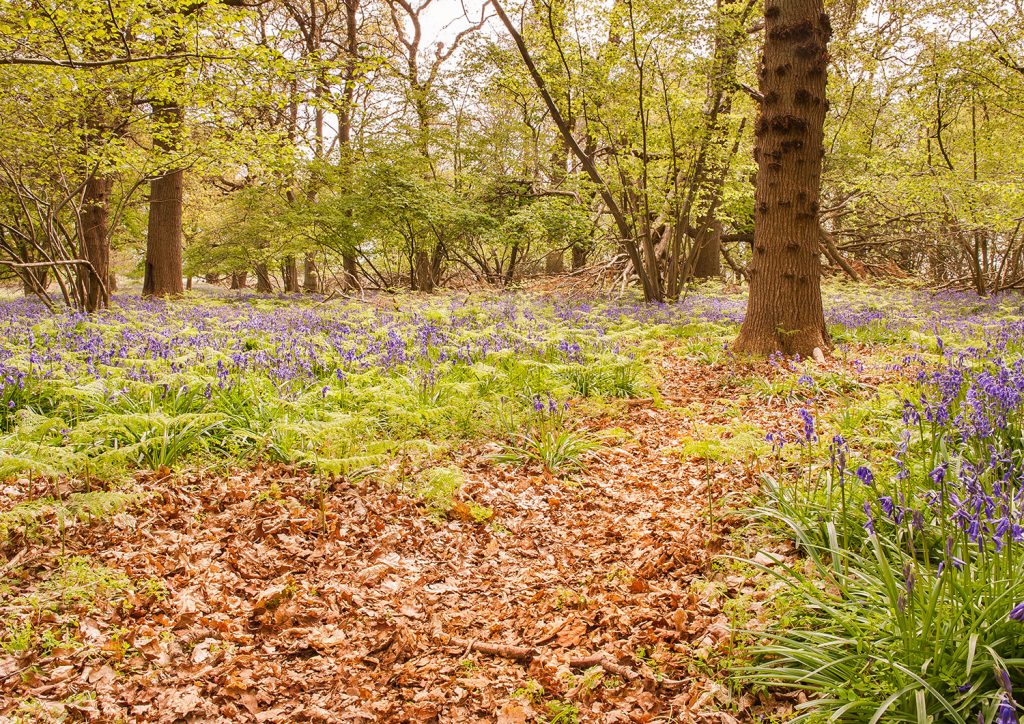 Spring Woodlands Workshop April Photography Tuition - Gill Moon Photography