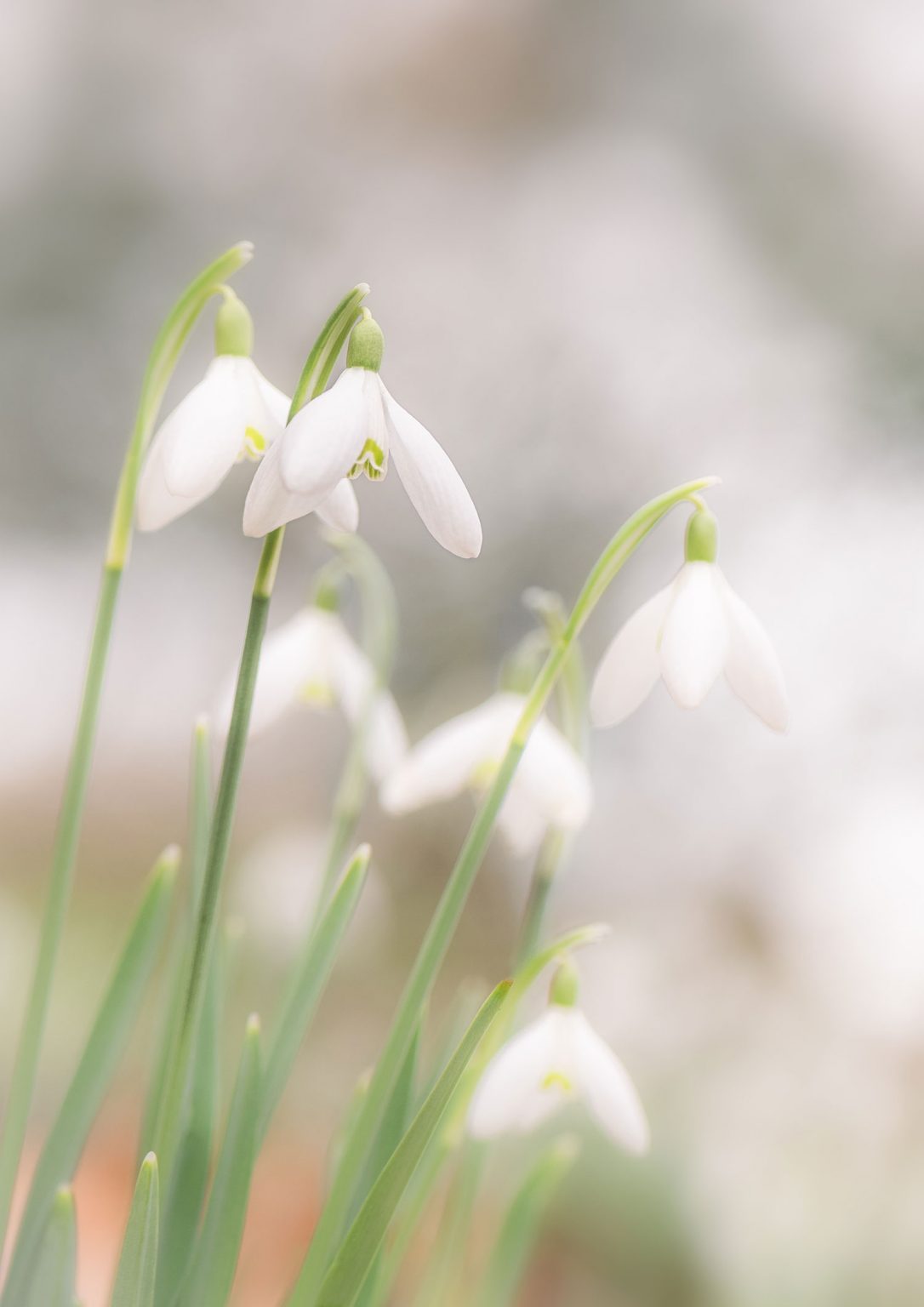 Photographing SnowdropsPhoto & Process - Gill Moon Photography