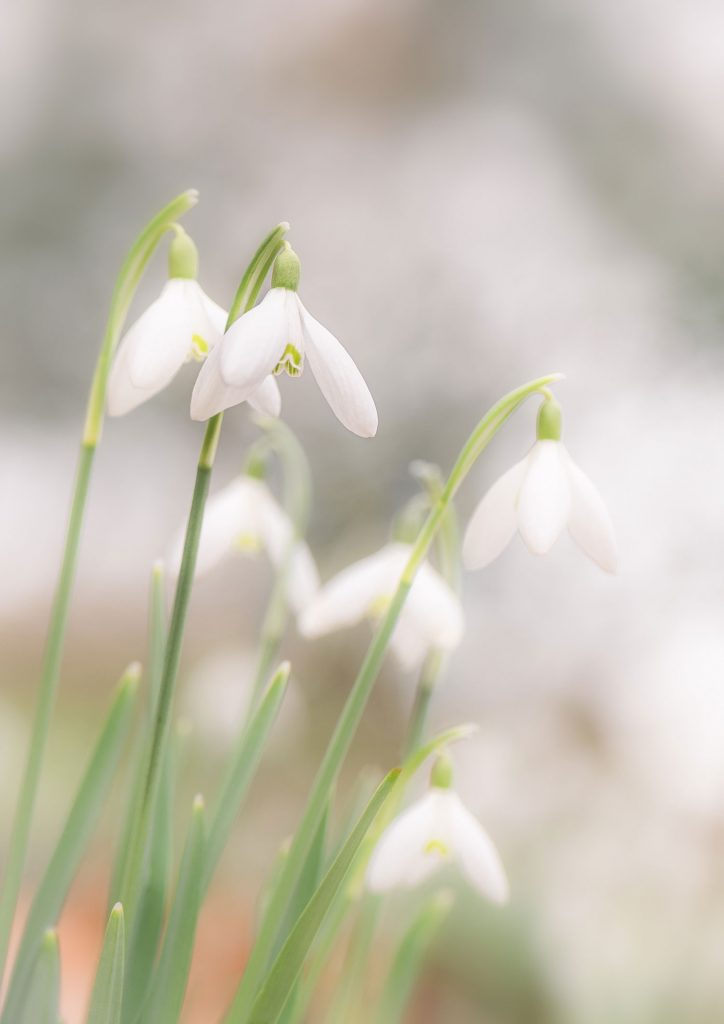 Photographing SnowdropsPhoto & Process - Gill Moon Photography