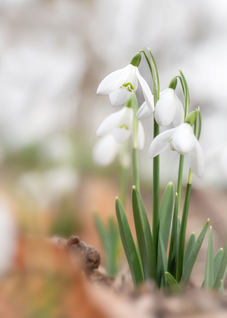 Photographing SnowdropsPhoto & Process - Gill Moon Photography